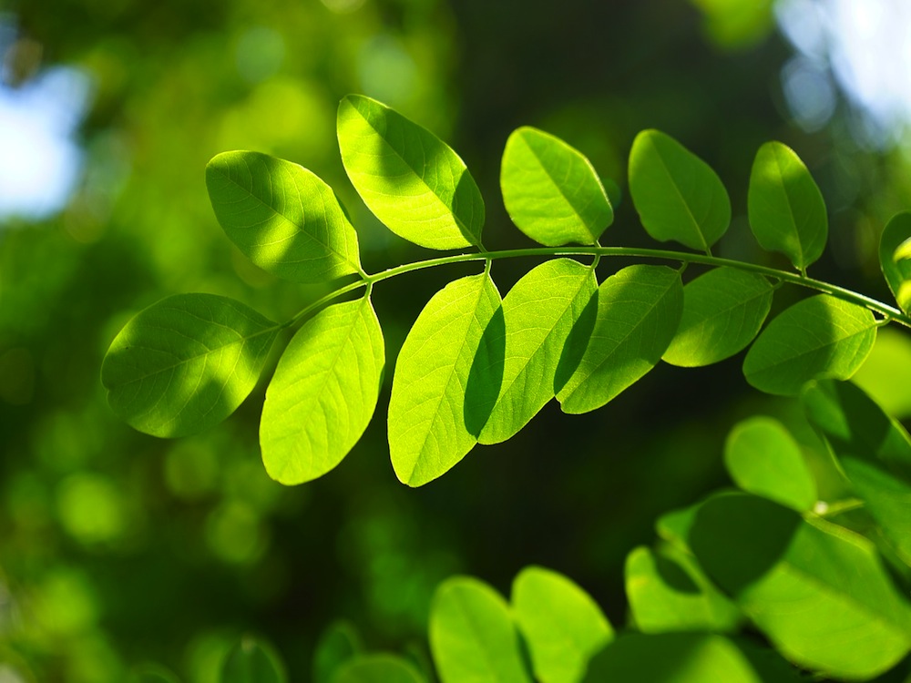 ¿Qué son las plantas? - 20 palabras