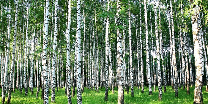 ¿Qué es el abedul y sus beneficios? - 20 palabras