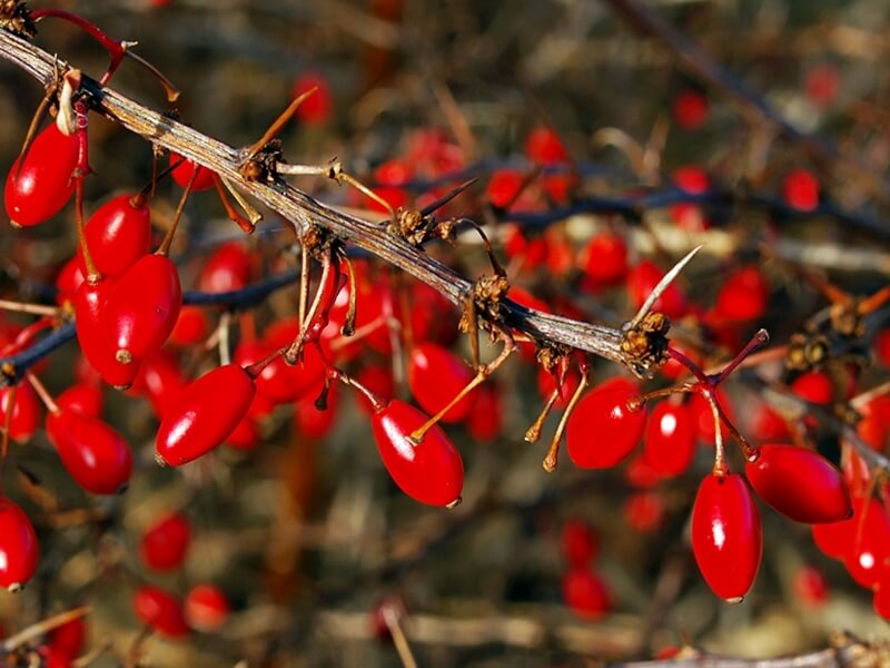 ¿Qué es el agracejo y sus beneficios? - 20 palabras