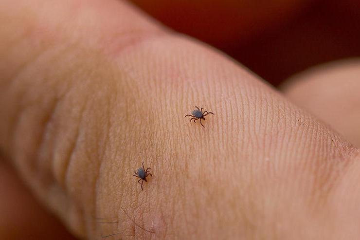 Conoce Los Tipos De ácaros Que Existen 20 Palabras